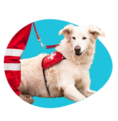 Psy ratownicze — jak pracują bohaterskie czworonogi?